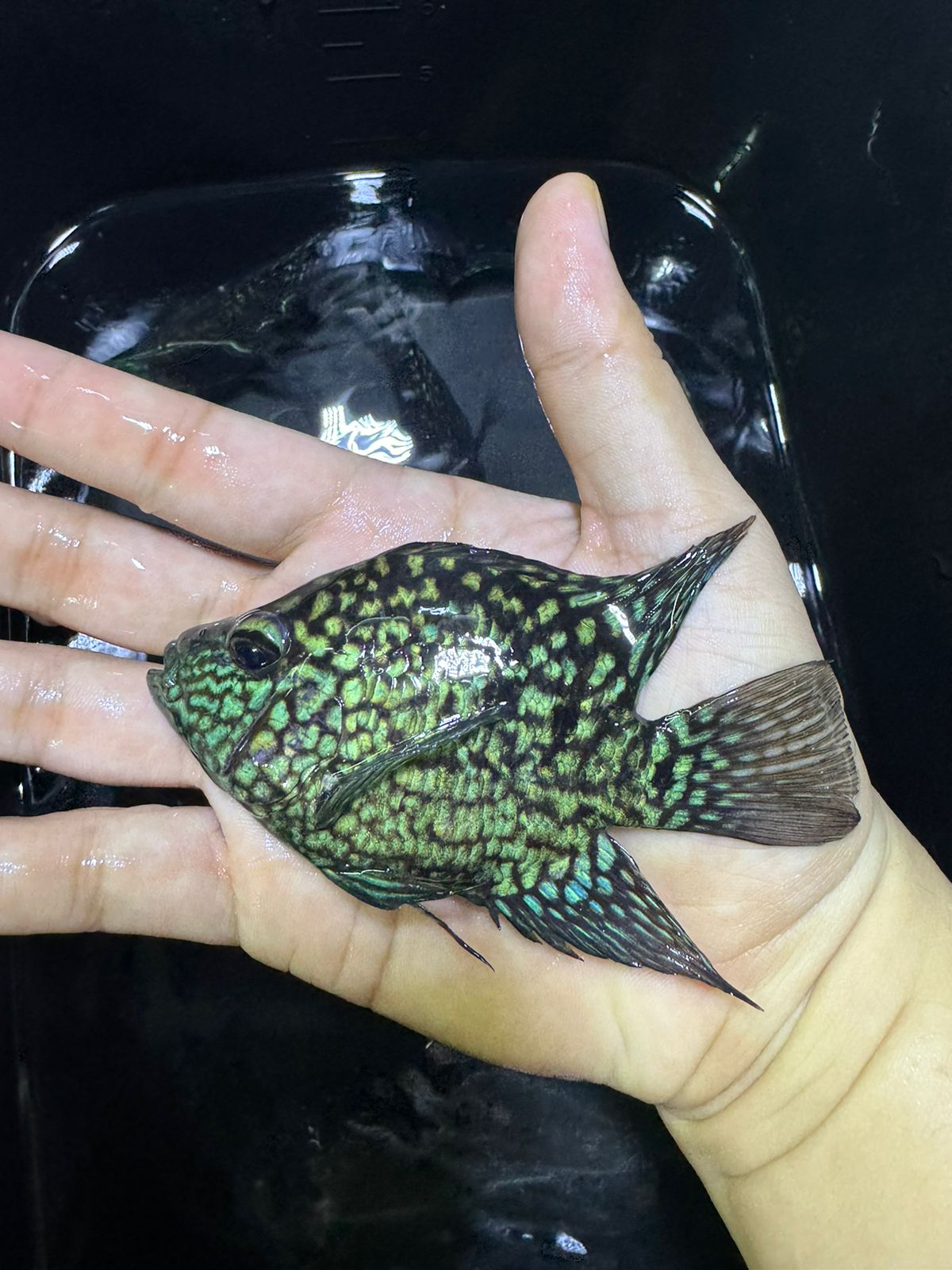 Short Body Green Texas Cichlid — Mastah Betta