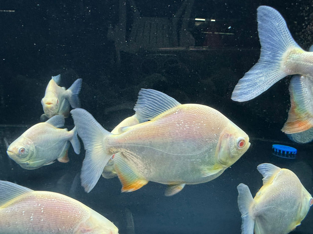 MastahBetta Fish Shop - Hawaii’s Aquarium Fish Store — Mastah Betta