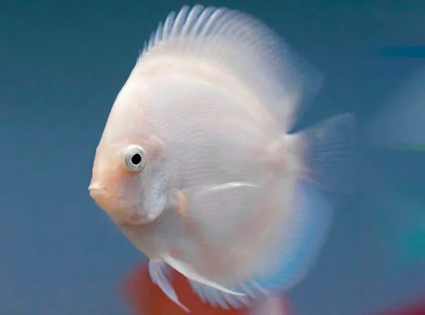 White Diamond Discus — Mastah Betta