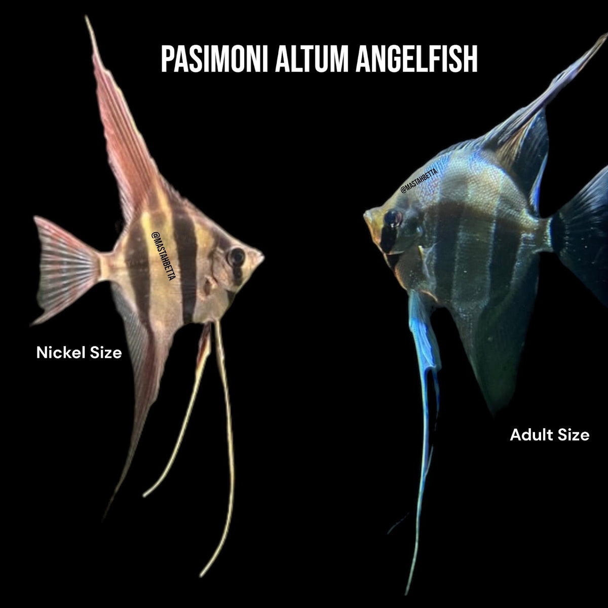 Captive Bred Pasimoni Altum Angelfish — Mastah Betta