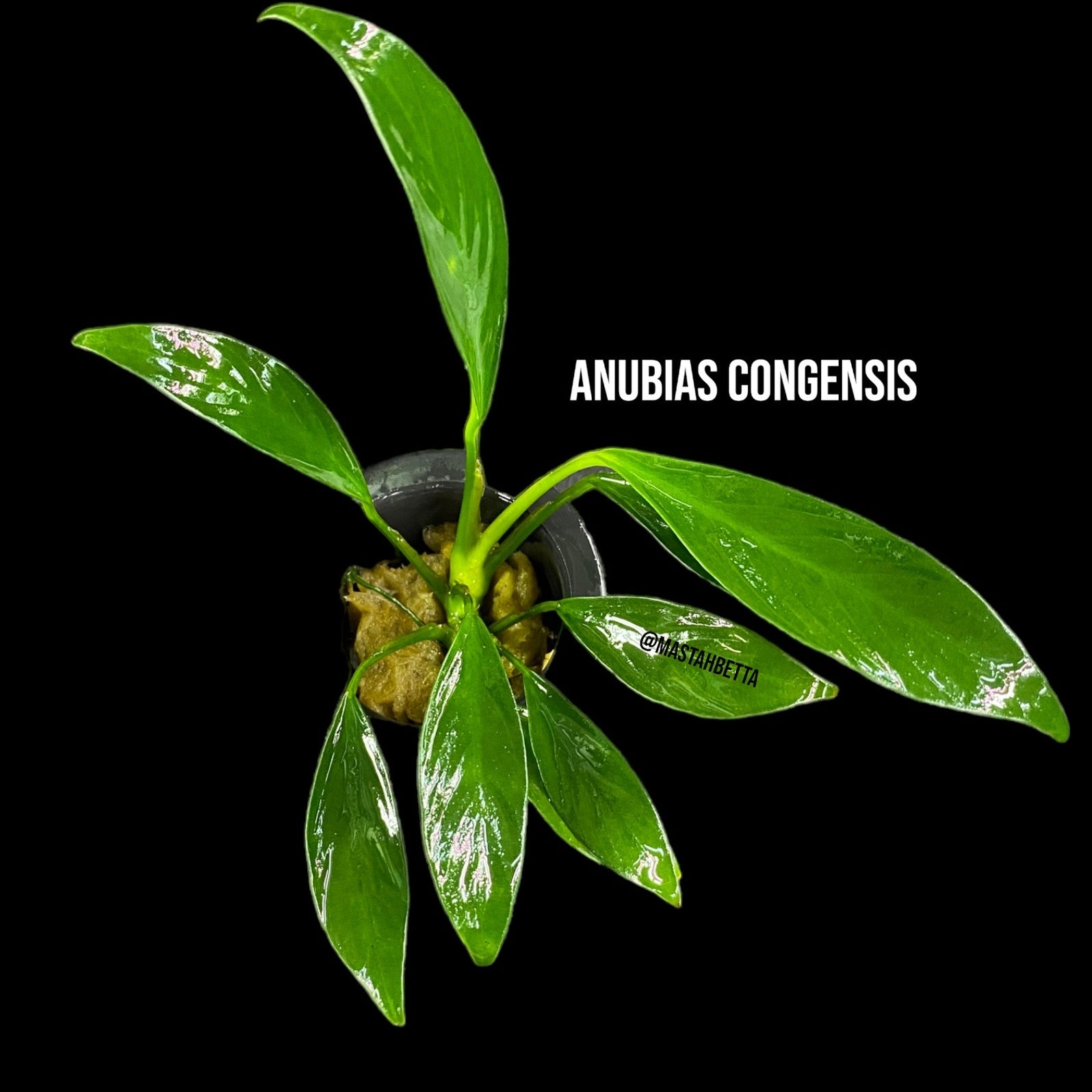 Anubias Congensis — Mastah Betta