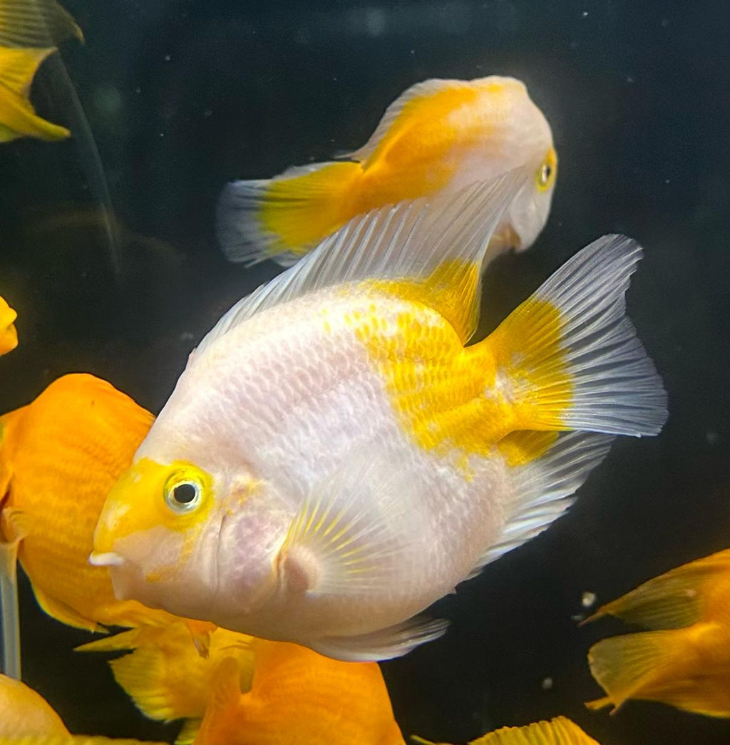 MastahBetta Fish Shop - Hawaii’s Aquarium Fish Store — Mastah Betta