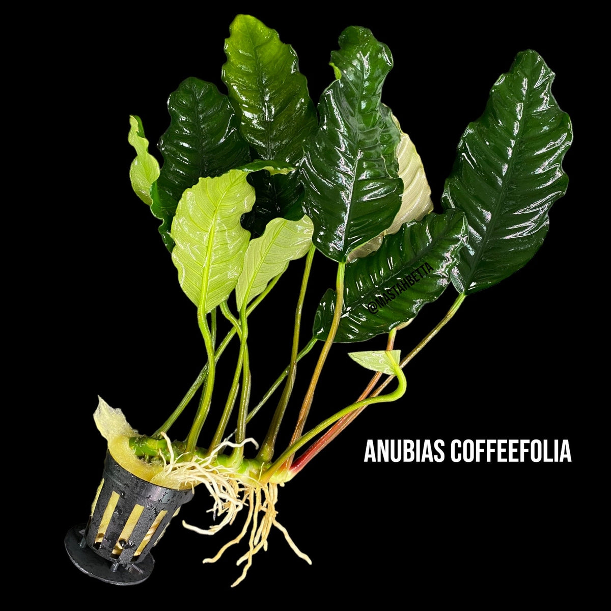 Anubias Coffeefolia — Mastah Betta