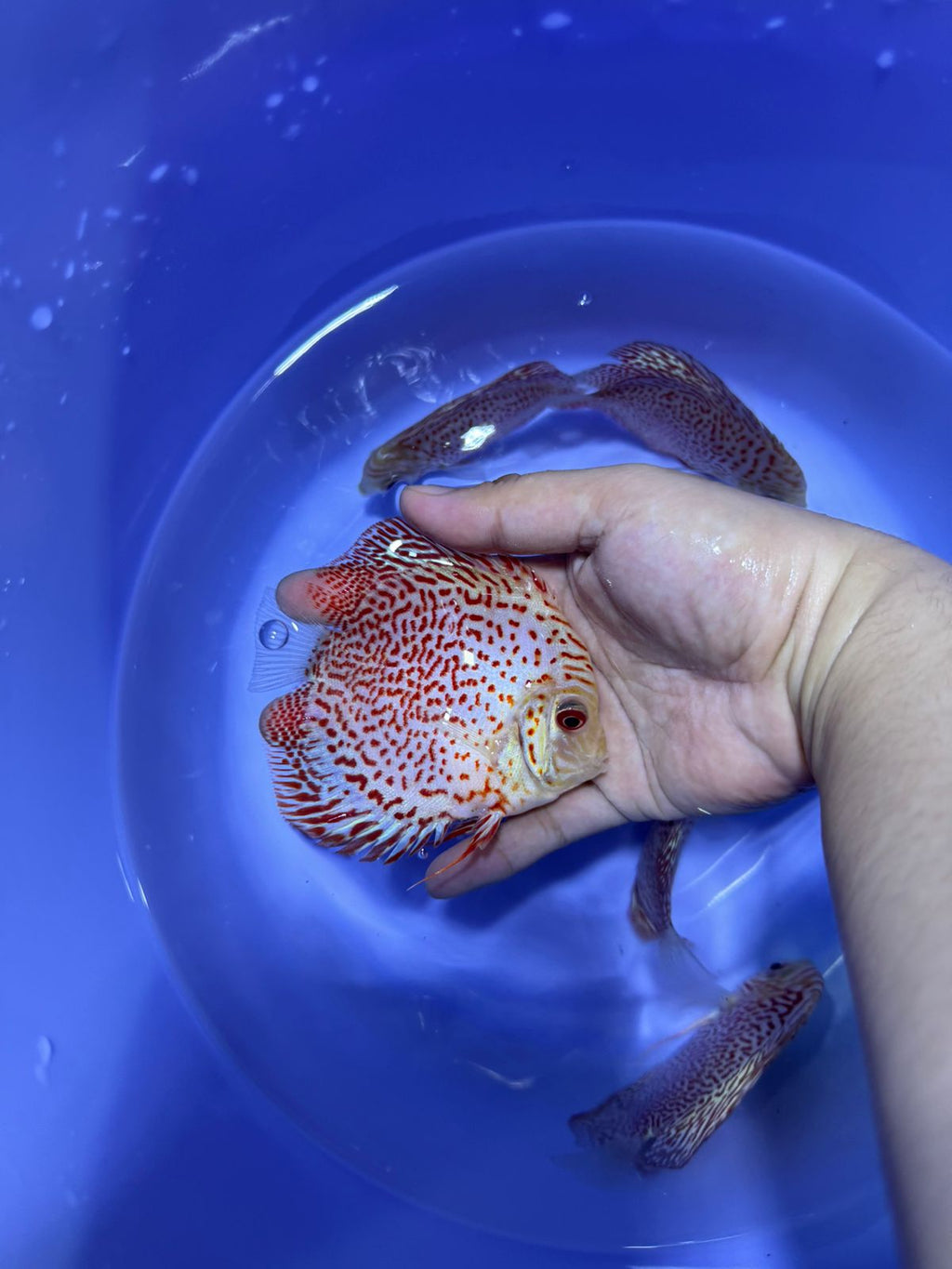 MastahBetta Fish Shop - Hawaii’s Aquarium Fish Store — Mastah Betta