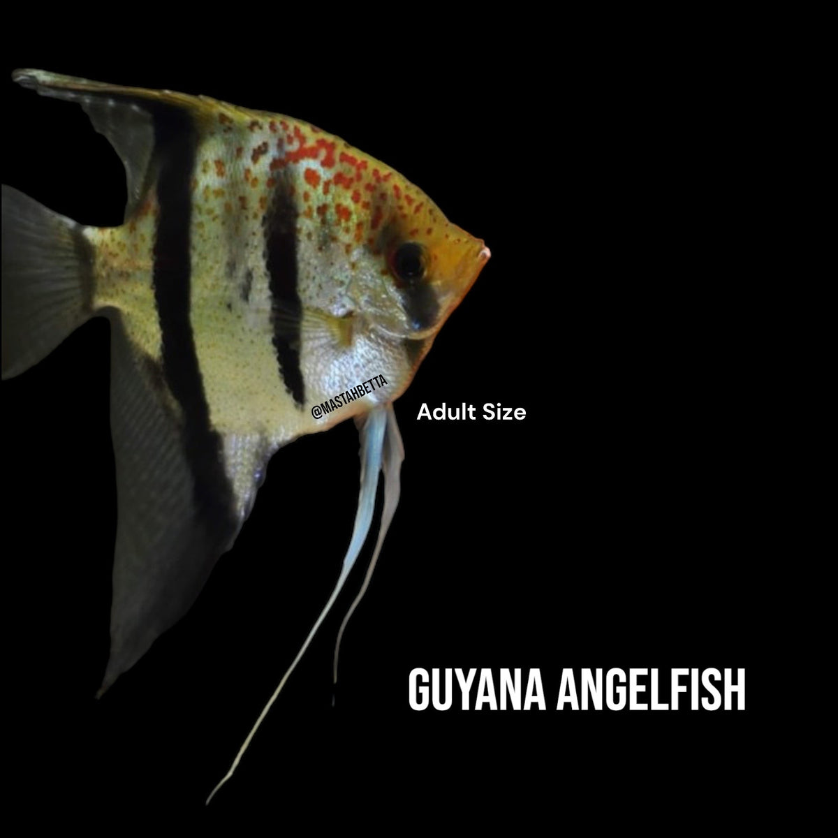 Captive Bred Guyana Angelfish — Mastah Betta