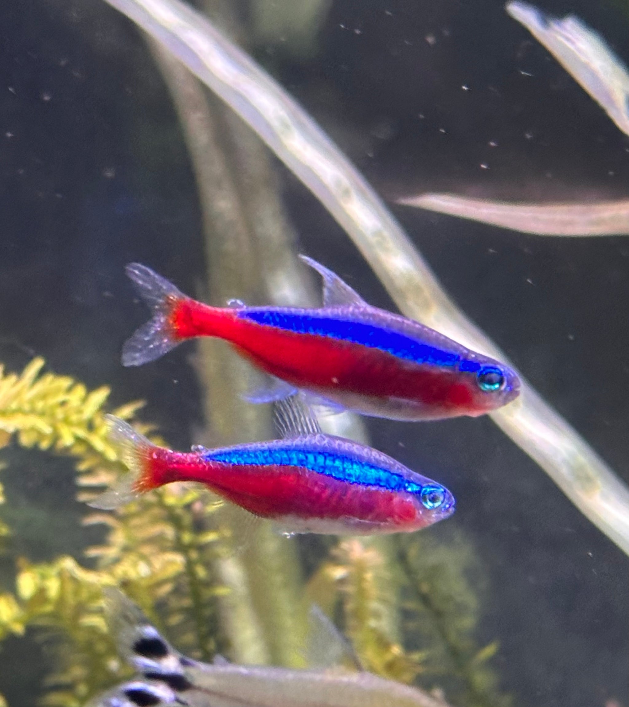 Tetras — Mastah Betta