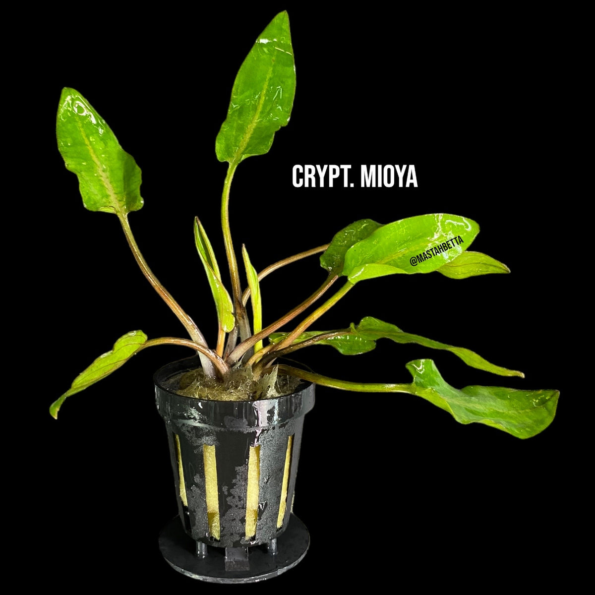 Crypt. Mioya — Mastah Betta
