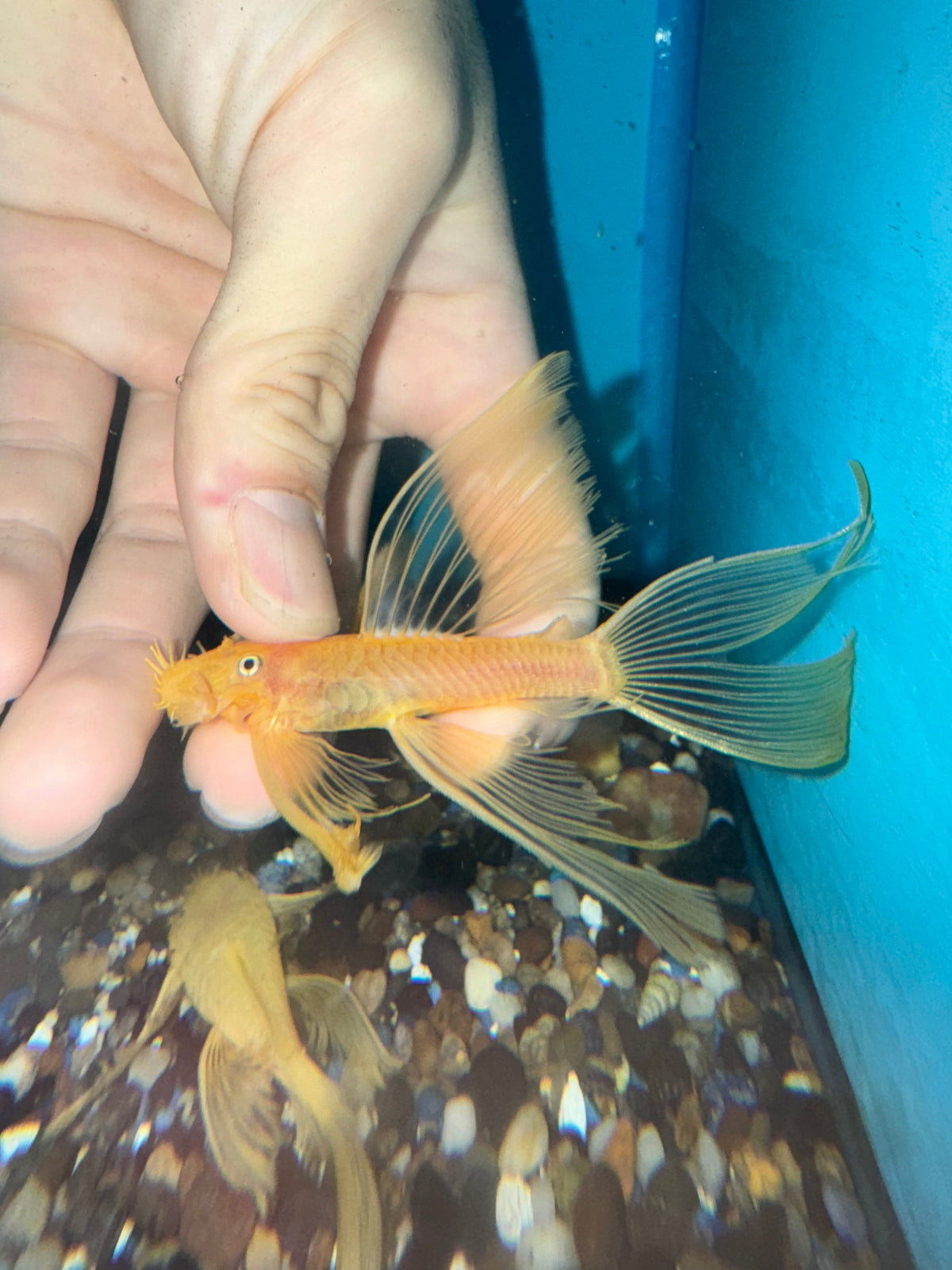 Long Fin Lemon Blue Eyed Pleco — Mastah Betta