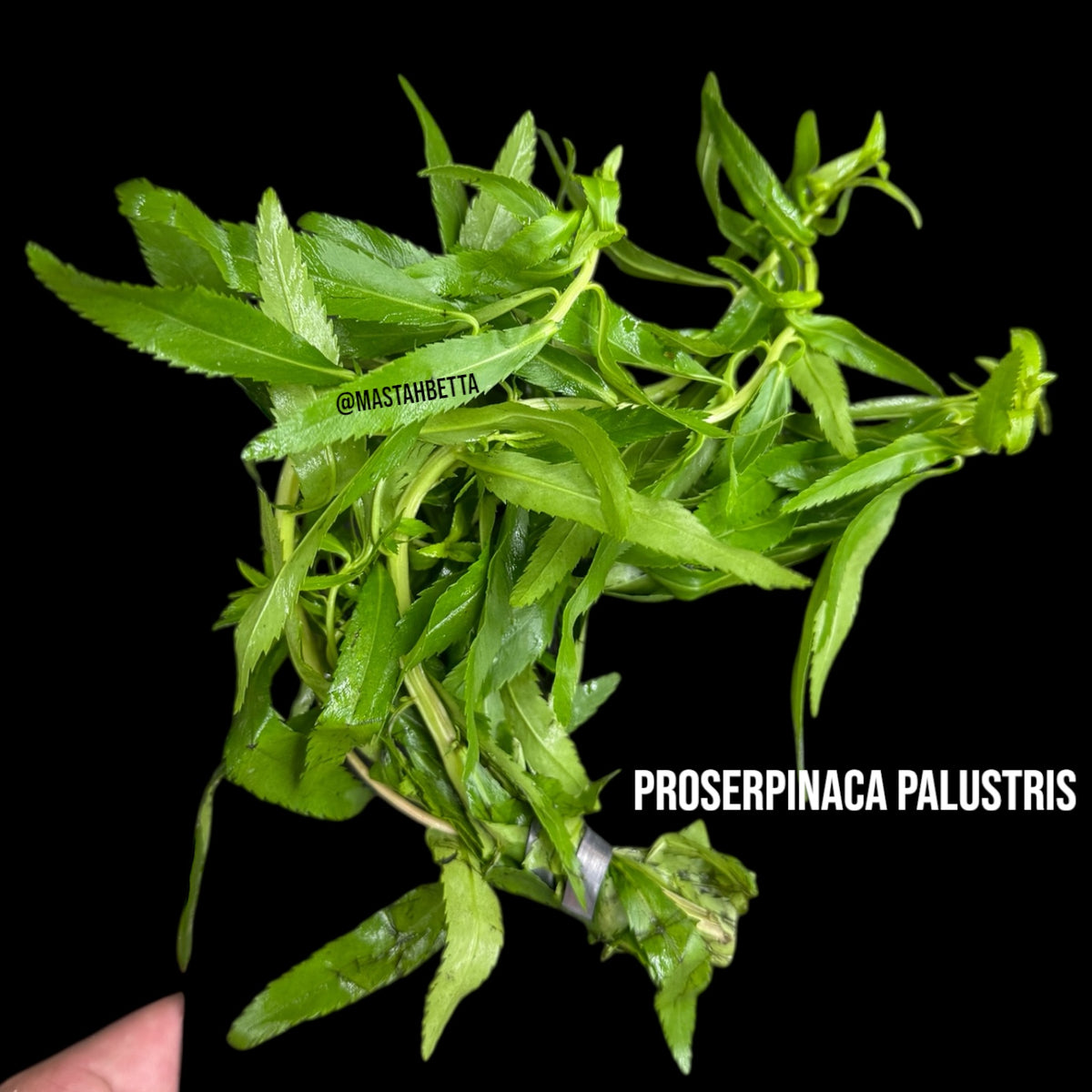 Proserpinaca Palustris — Mastah Betta
