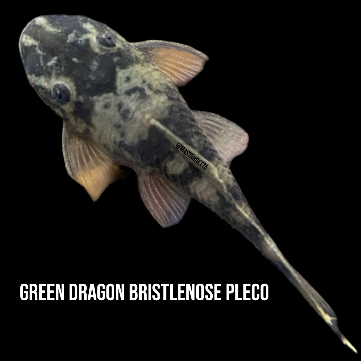 Green Dragon Bristlenose Pleco Mastah Betta