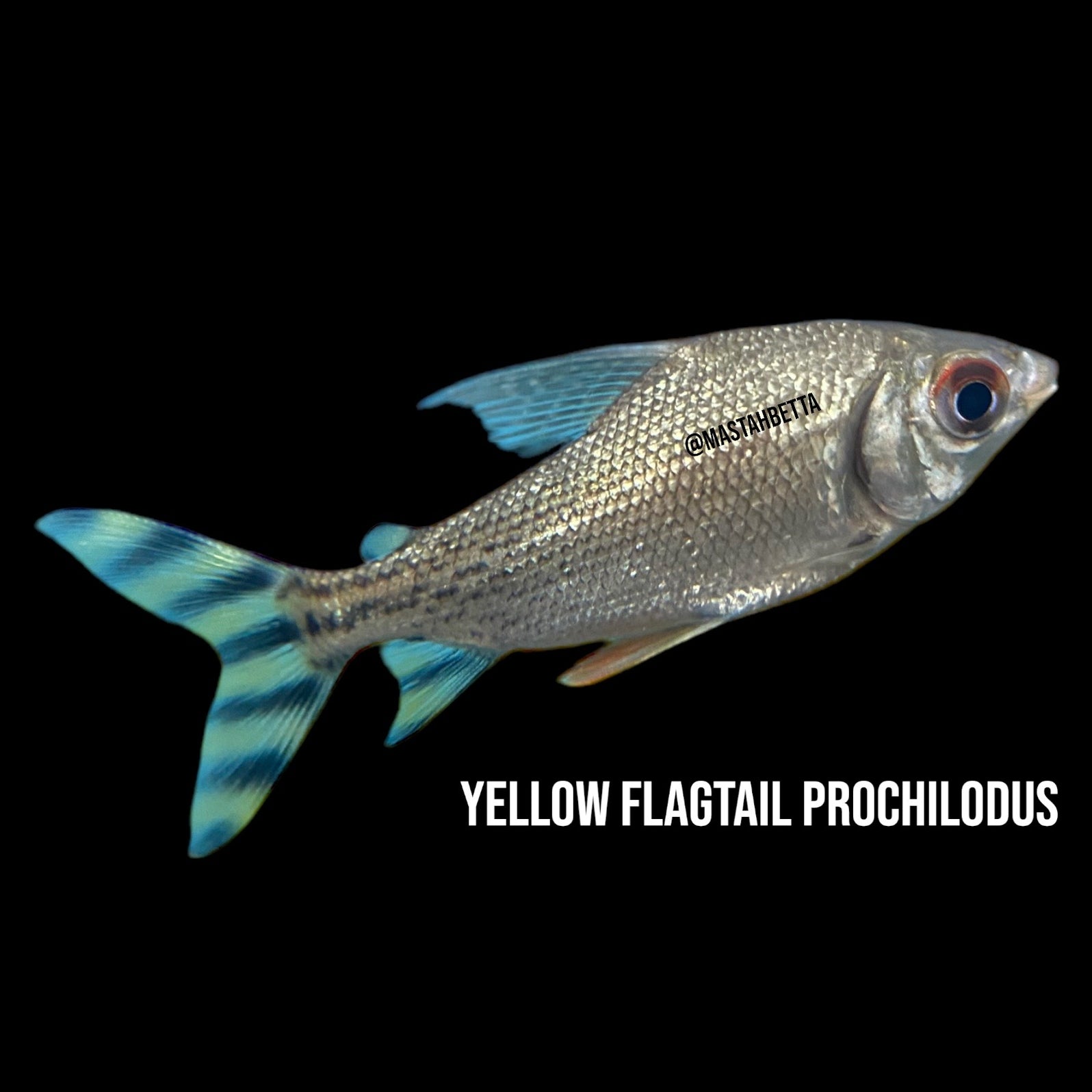 Yellow Flagtail Prochilodus — Mastah Betta