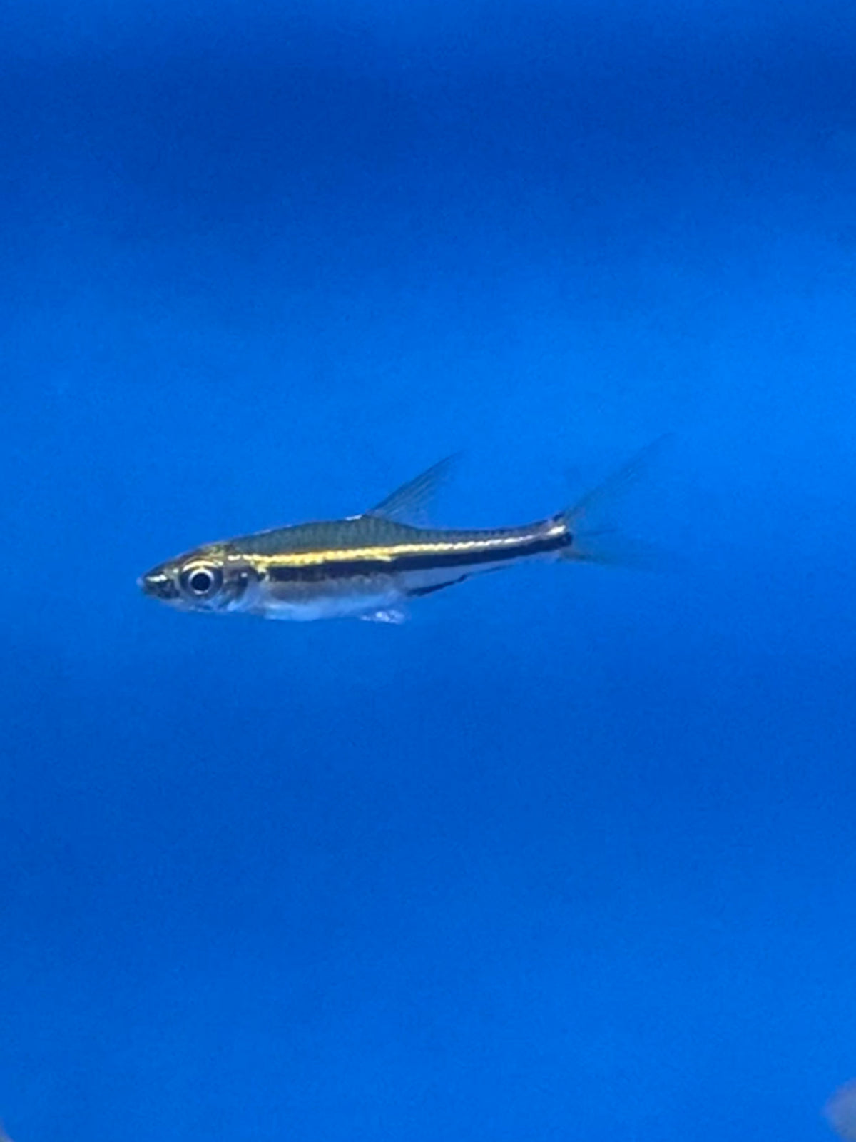 Red Line Rasbora — Mastah Betta