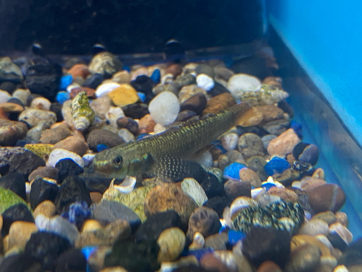 Rainbow Goby (Male) — Mastah Betta