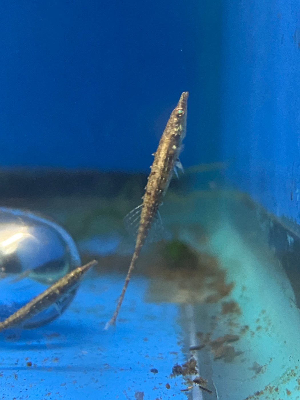 Armored Stickleback — Mastah Betta
