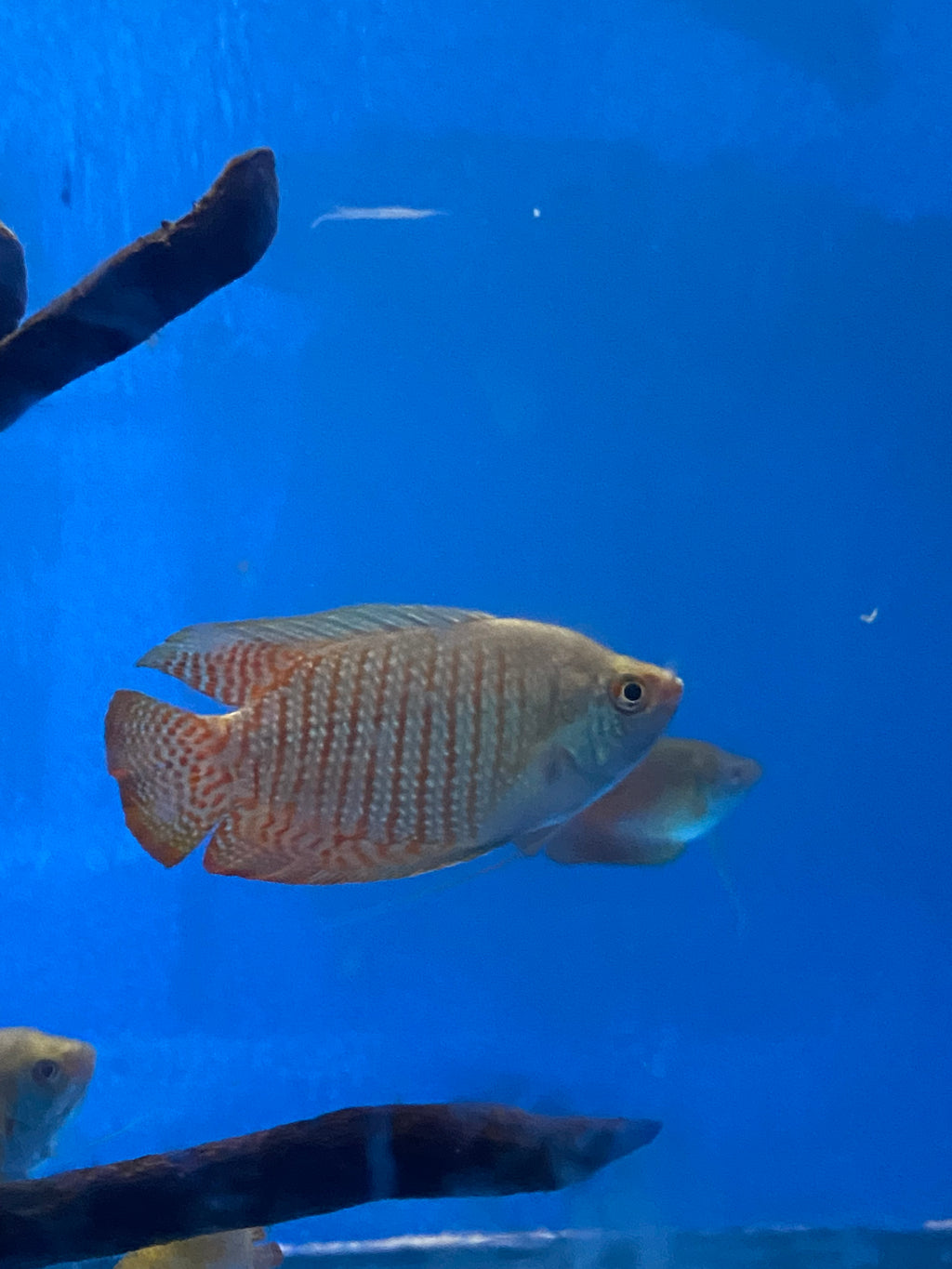 MastahBetta Fish Shop - Hawaii’s Aquarium Fish Store — Mastah Betta