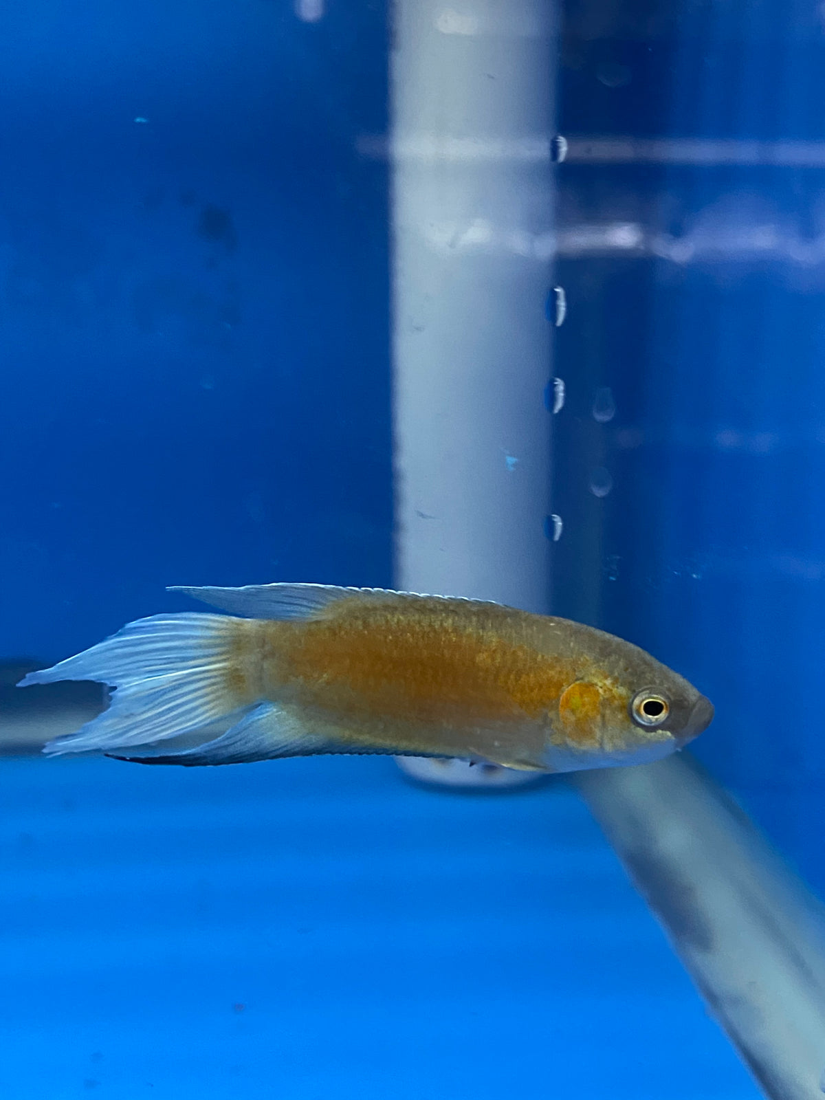Red Paradise Fish — Mastah Betta