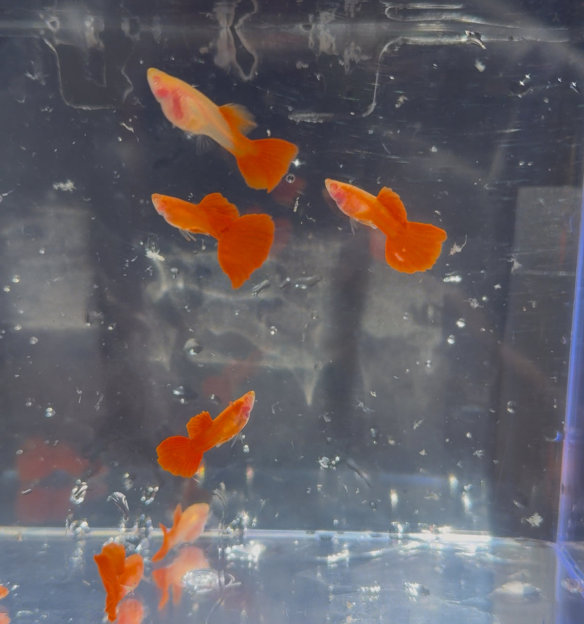 Full Red BDS Glass Belly Guppy — Mastah Betta