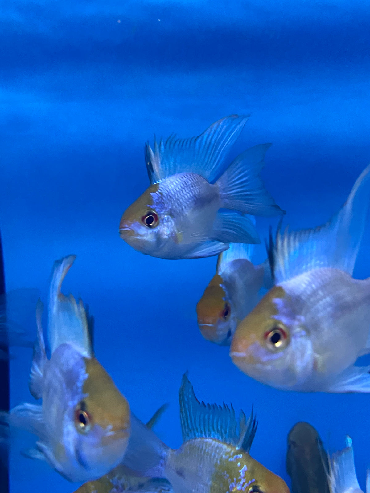 Electric Blue Longfin Balloon Ram — Mastah Betta