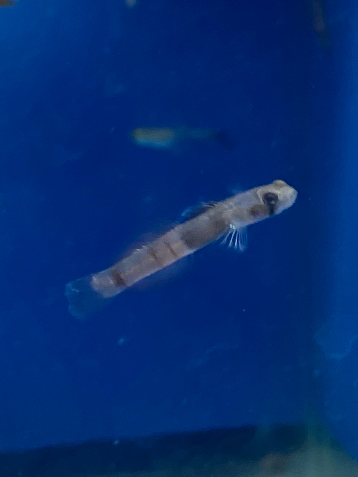 Red Belted Goby (Male) — Mastah Betta