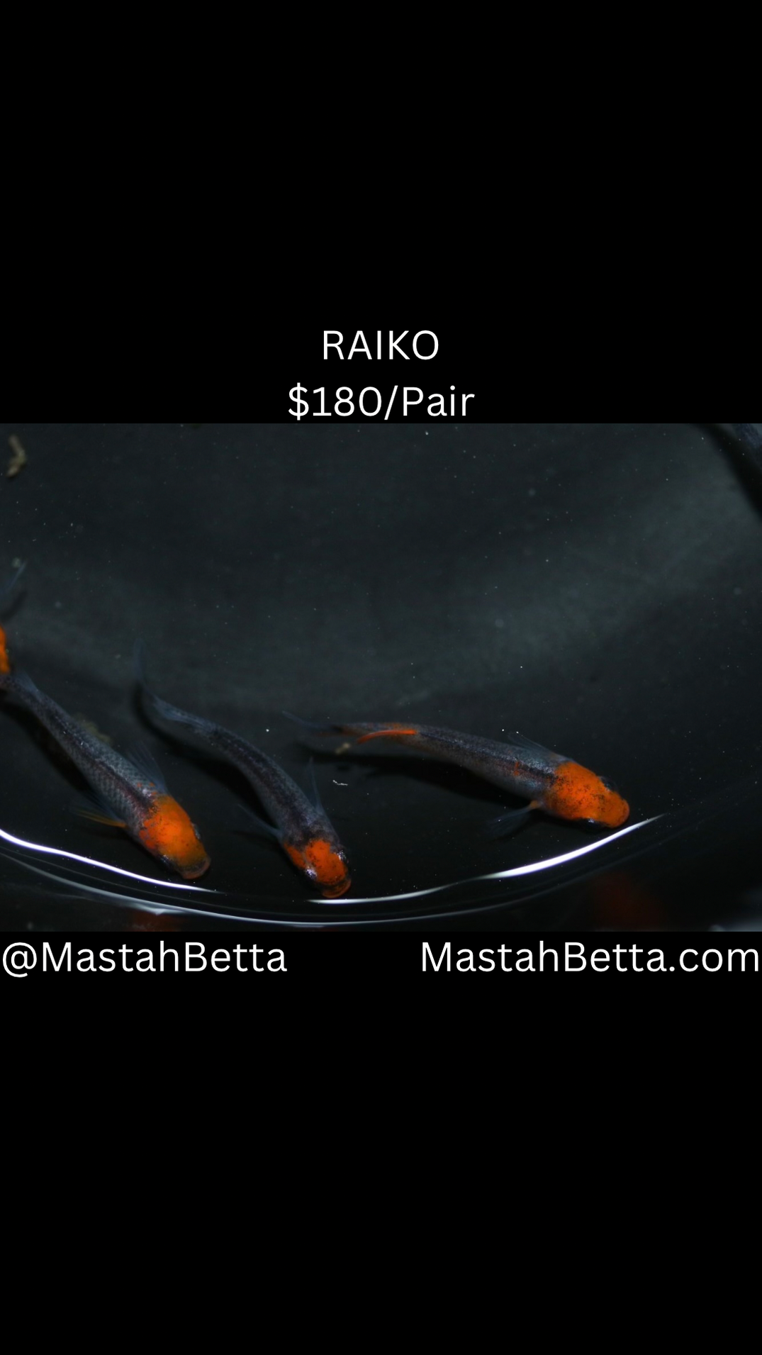 Killifish — Mastah Betta