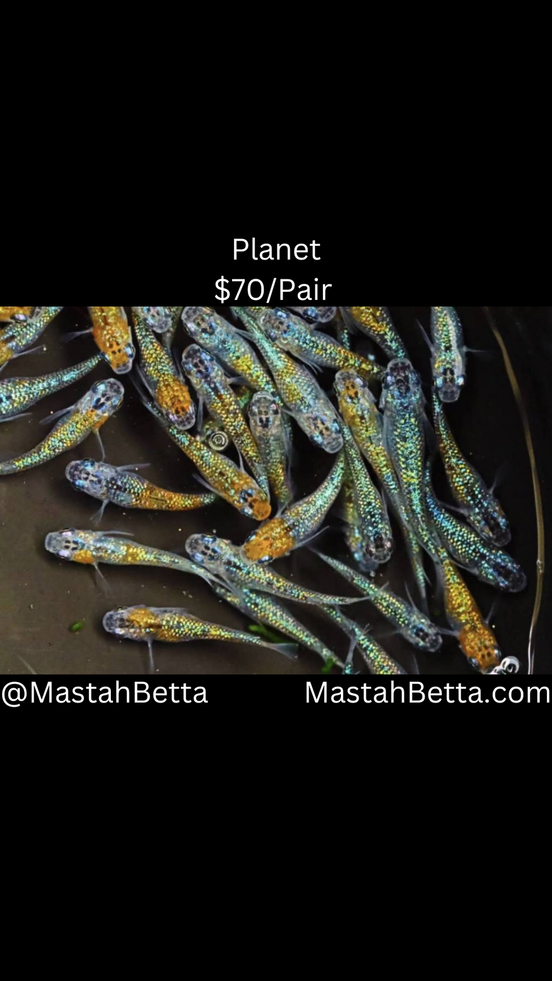 Killifish — Mastah Betta