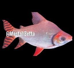 Red Flag Tail Prochilodus — Mastah Betta