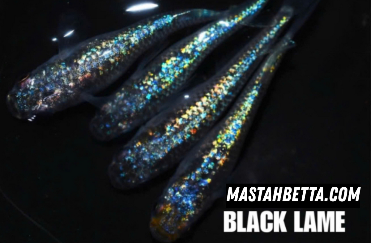 Black Lame Medaka — Mastah Betta