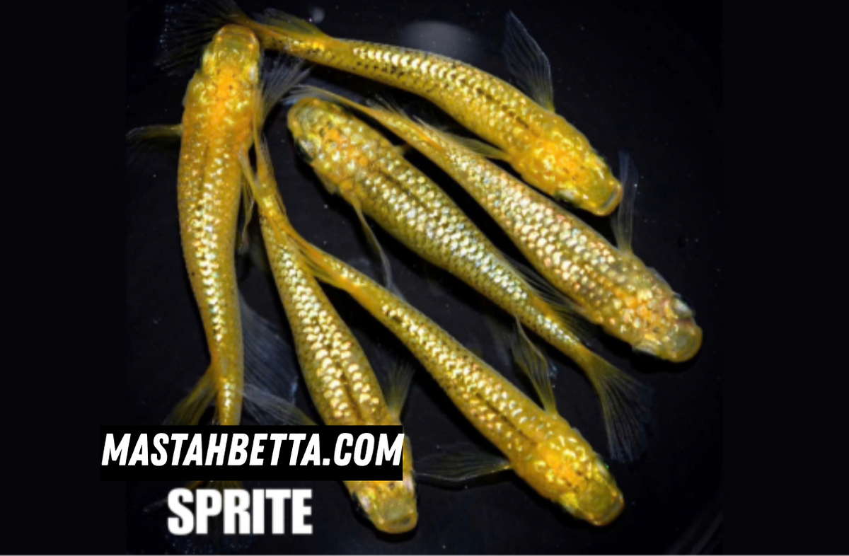 Sprite Medaka — Mastah Betta