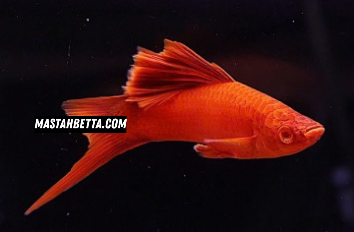 Blood Red Cauliflower Swordtail — Mastah Betta