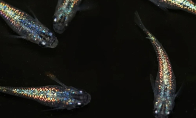 Black Lame Medaka — Mastah Betta