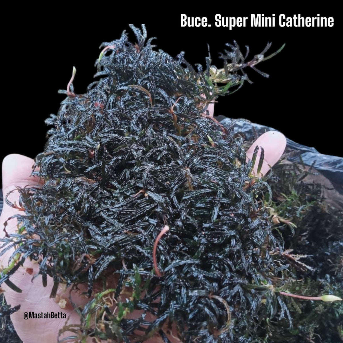 Bucephalandra Super Mini Catherine — Mastah Betta