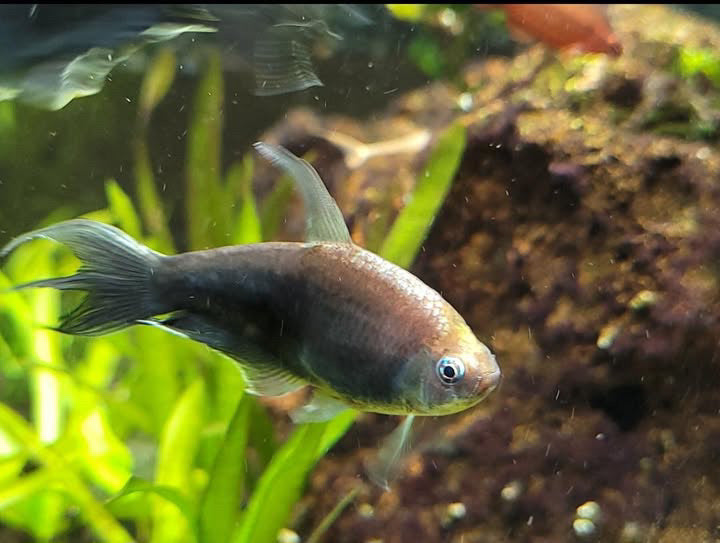 Blue Eye Black Emperor Tetra — Mastah Betta