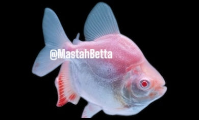 Short Body Albino Pacu — Mastah Betta