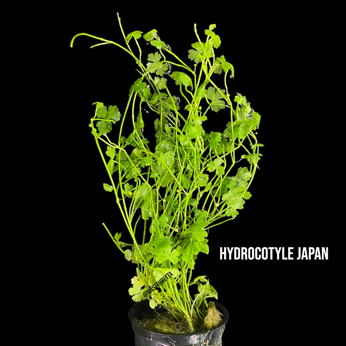 Hydrocotyle Japan — Mastah Betta