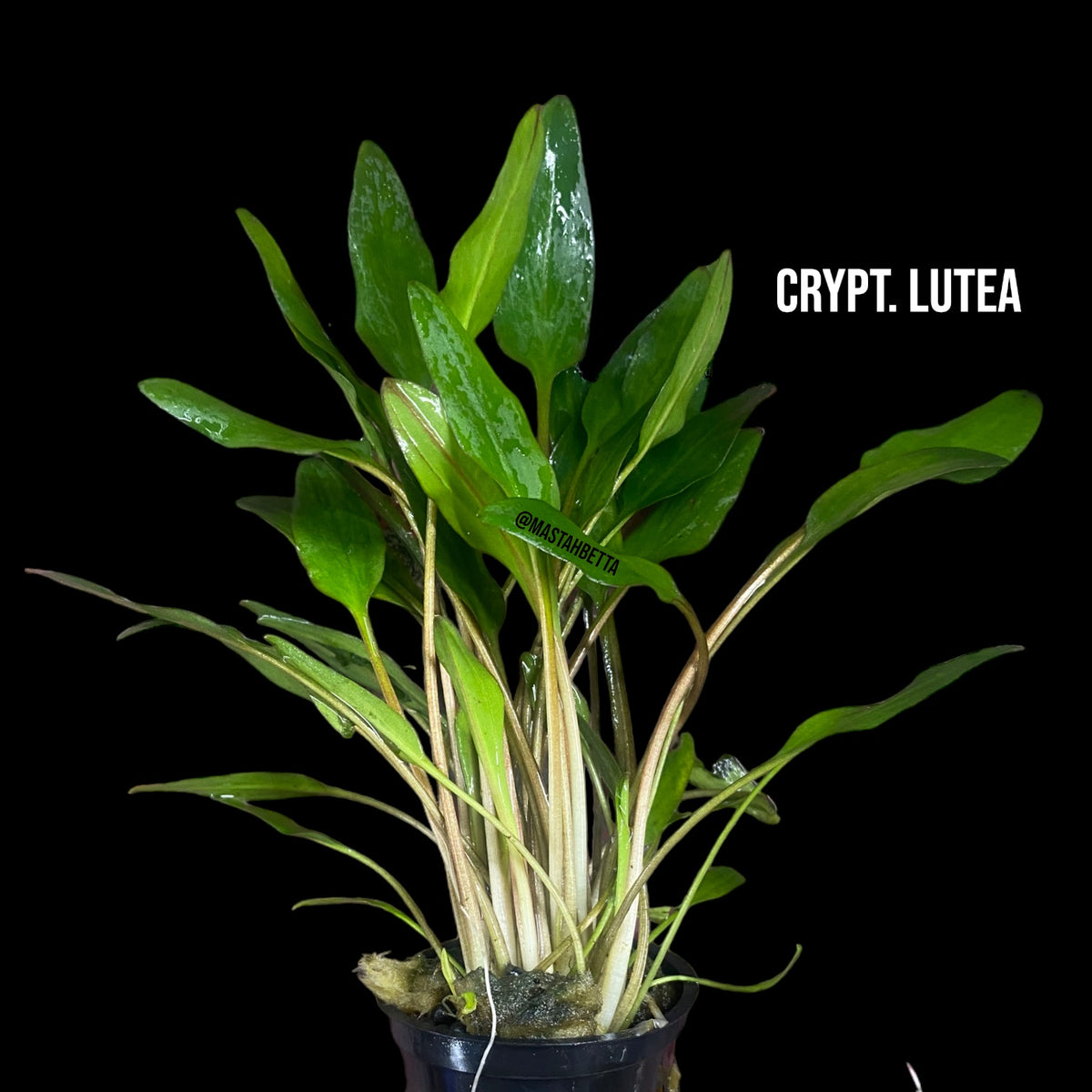 Crypt. Lutea — Mastah Betta