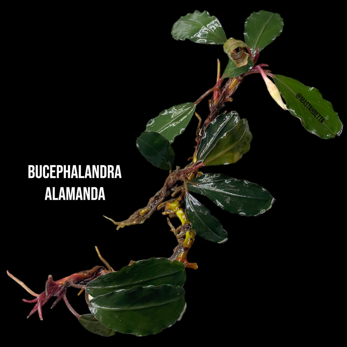 Bucephalandra Alamanda — Mastah Betta