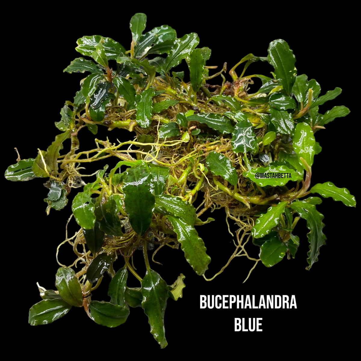 Bucephalandra Blue — Mastah Betta