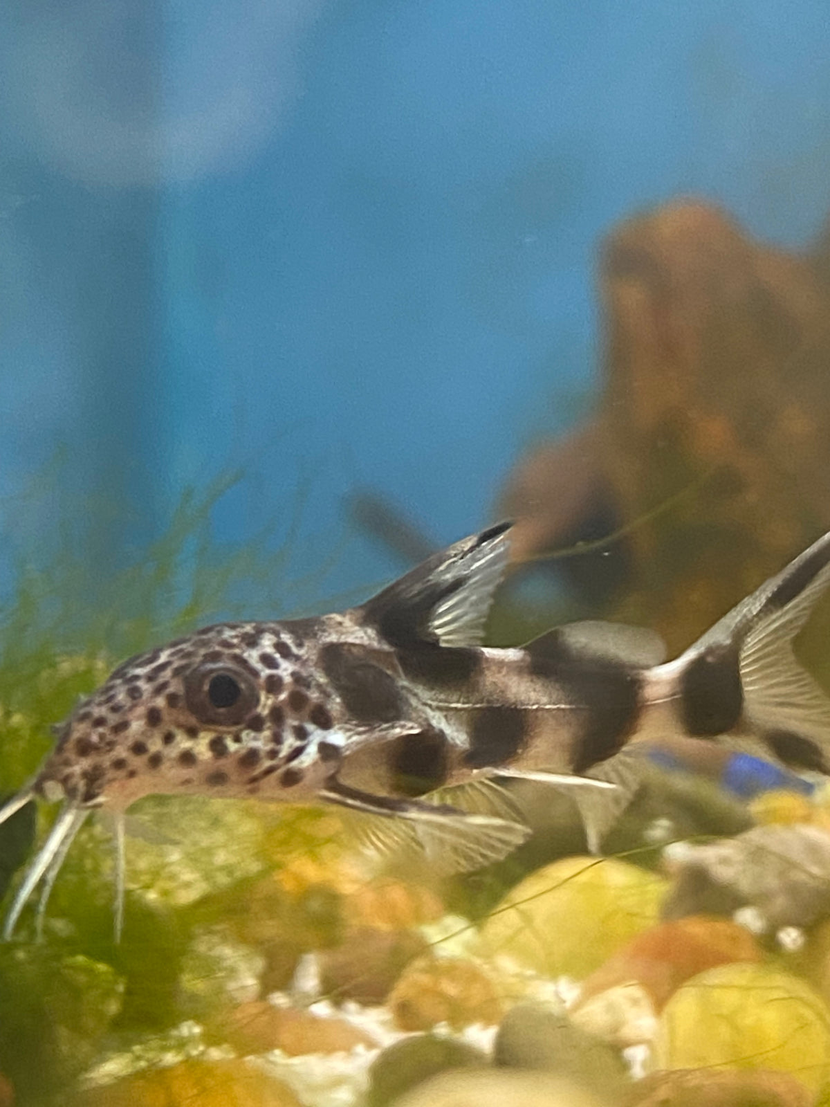 Synodontis Decorus — Mastah Betta