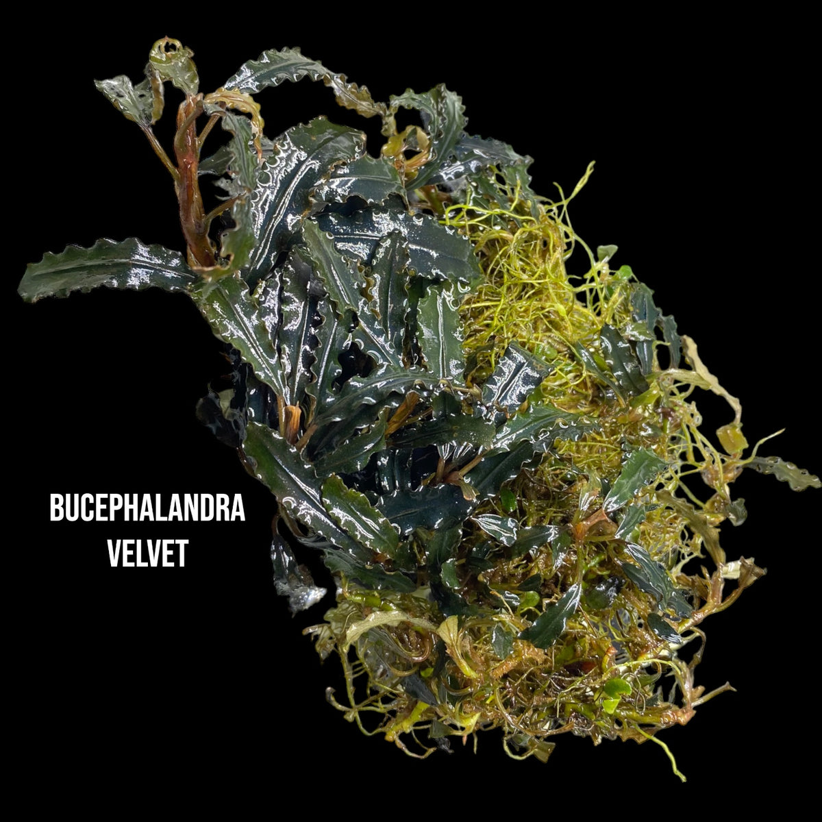 Bucephalandra Velvet — Mastah Betta