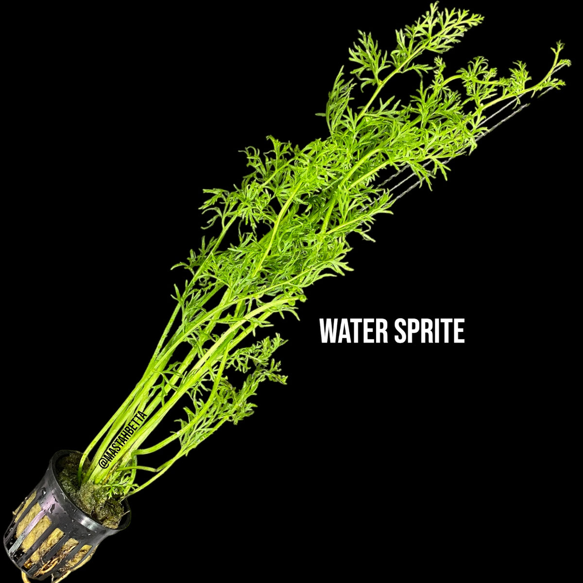 Water Sprite — Mastah Betta