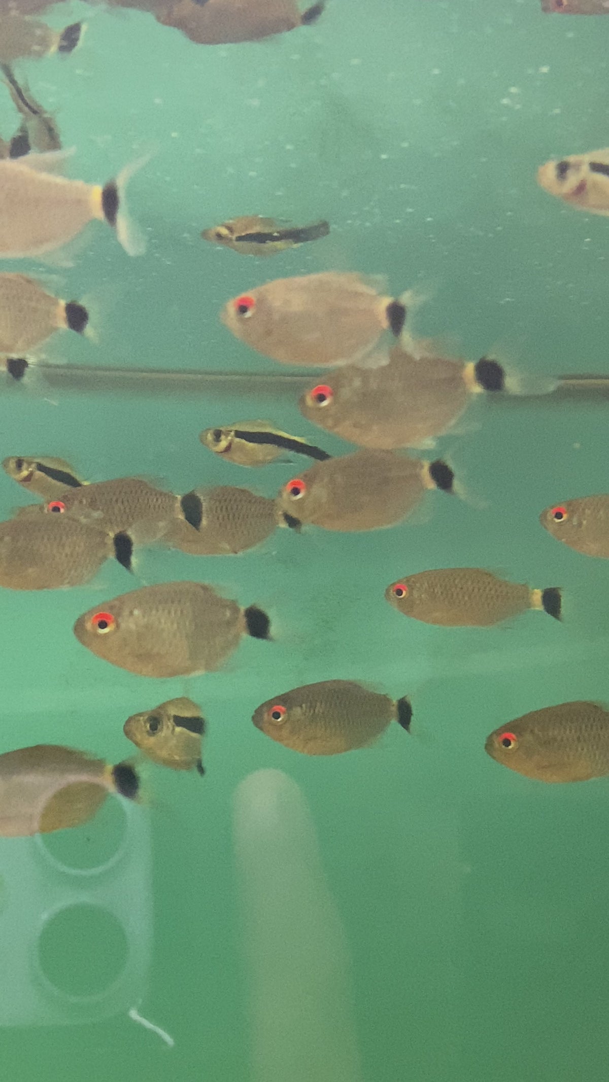 Balloon Red Eye Tetra — Mastah Betta