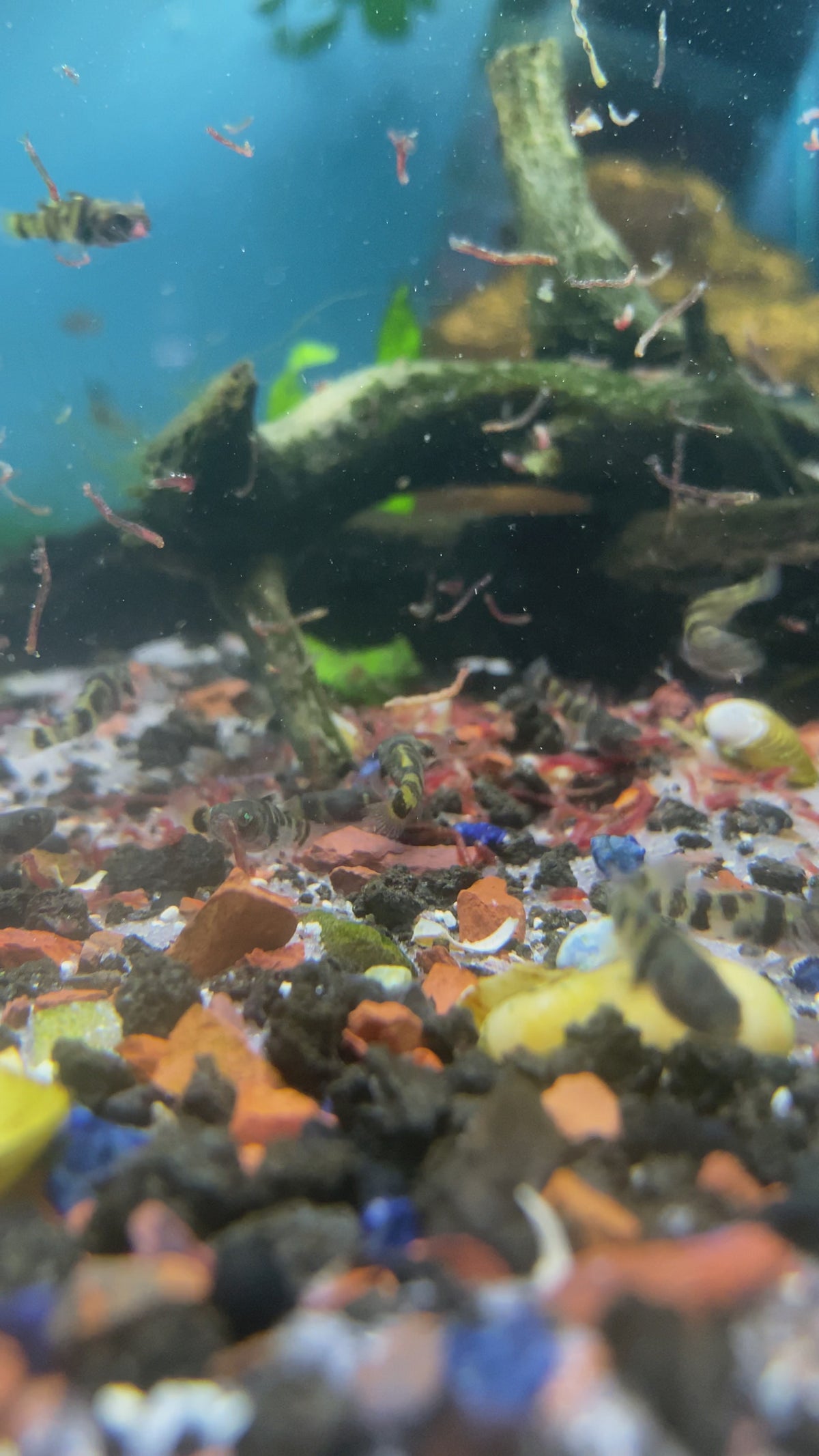 Bumblebee Goby — Mastah Betta