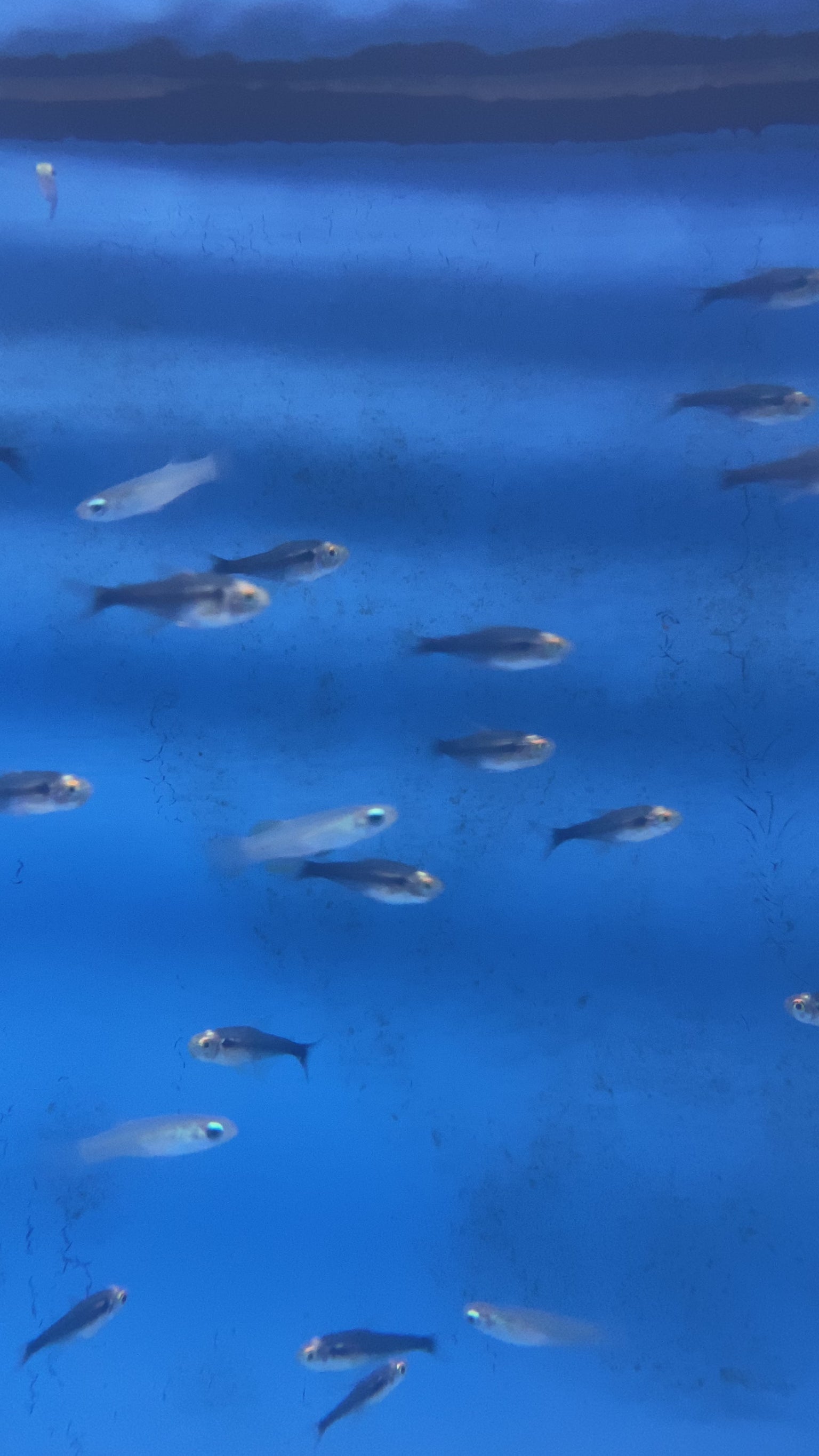 Fish — Mastah Betta