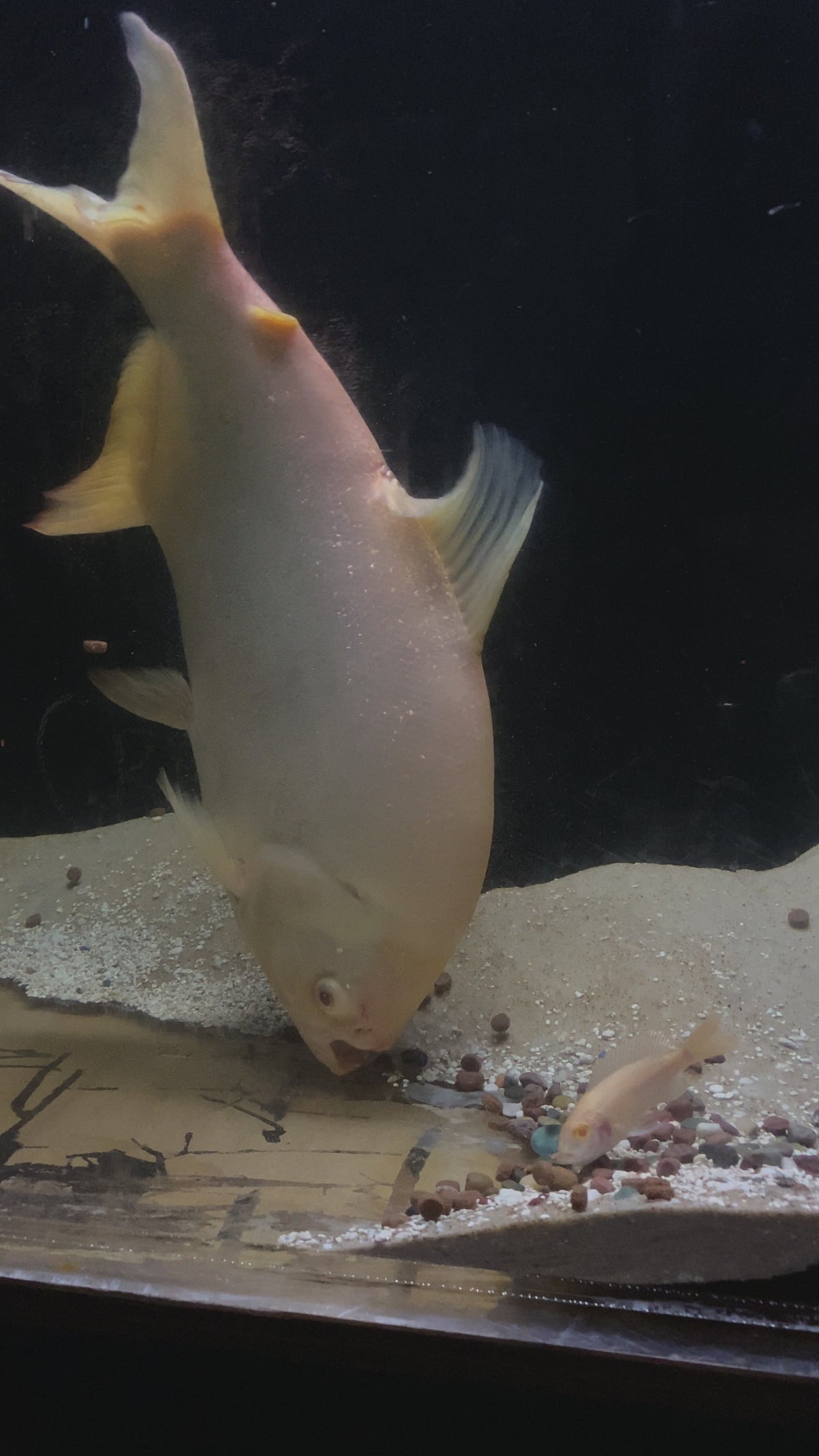 “Richard” The Albino Pacu — Mastah Betta