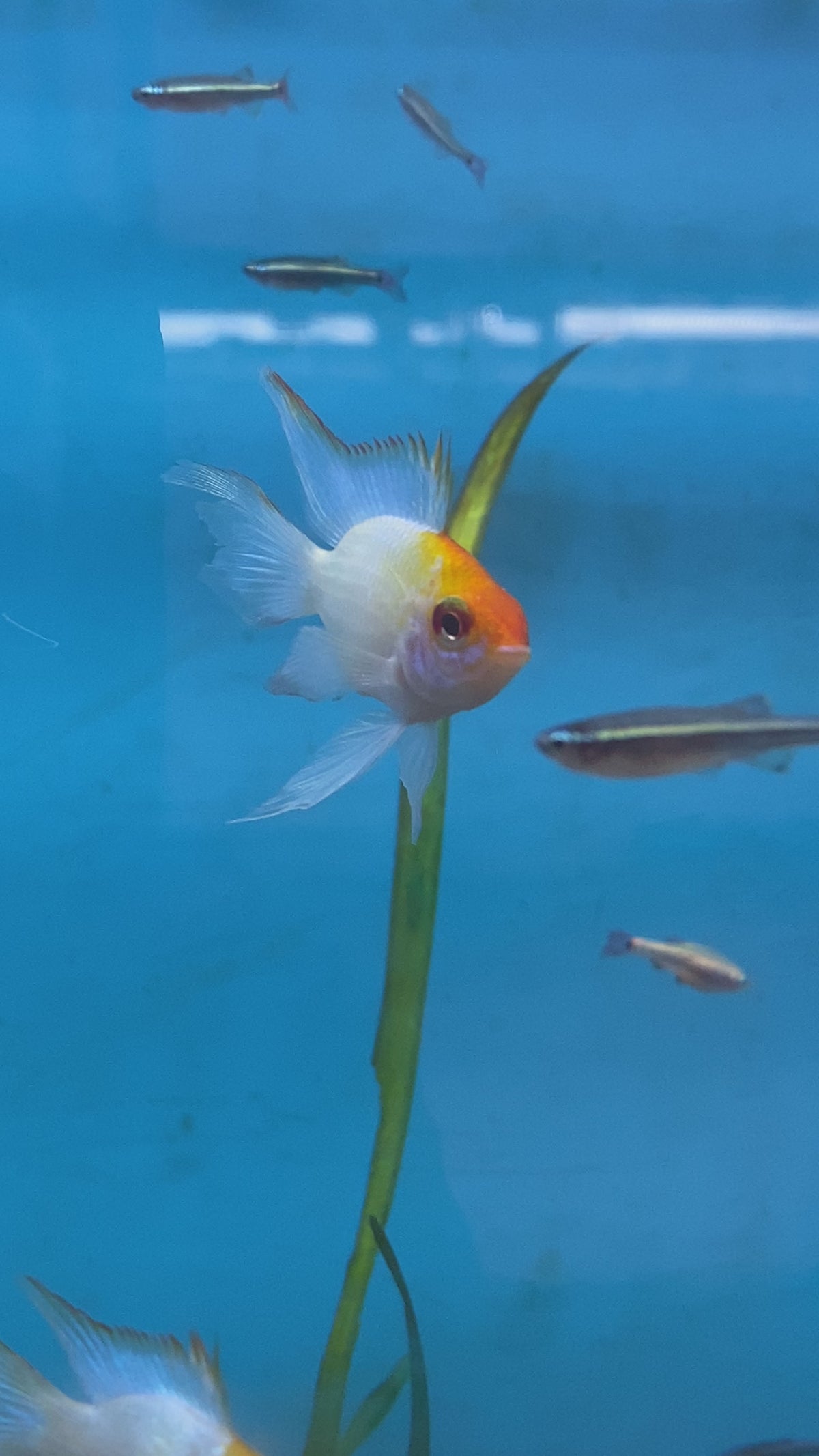 Longfin Blue Balloon Ram — Mastah Betta