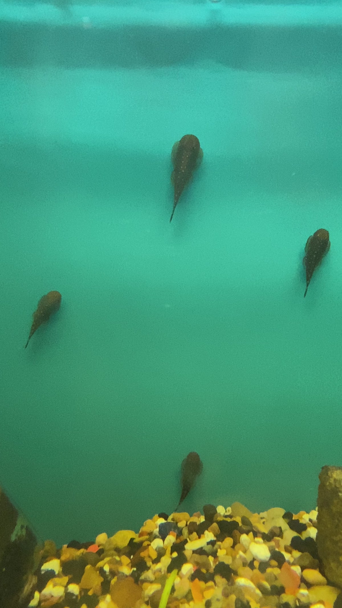 Hillstream Loach — Mastah Betta