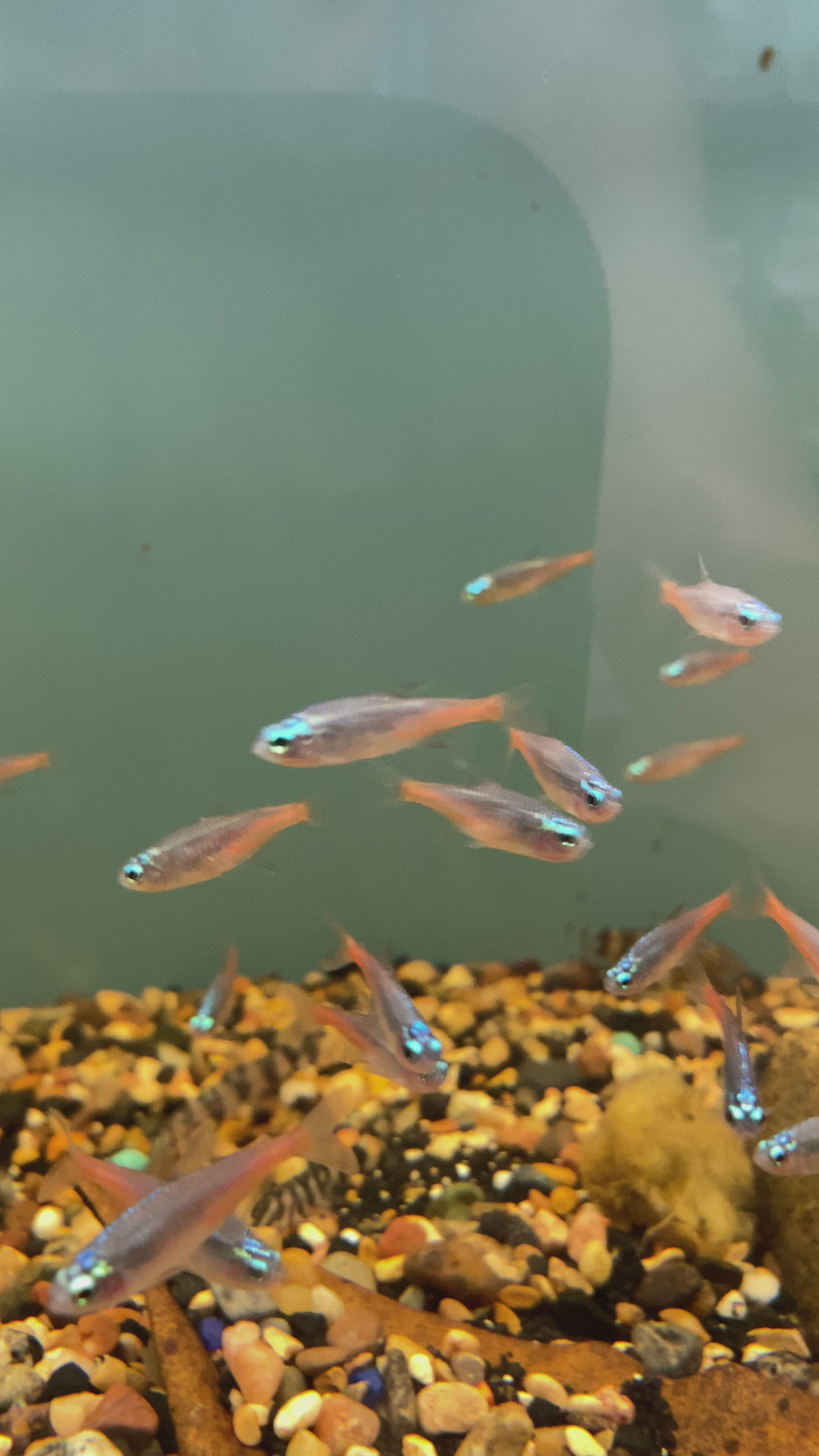 Mastah Betta Fish Shop - High-Quality Freshwater Fish Hobbyist Hawaii