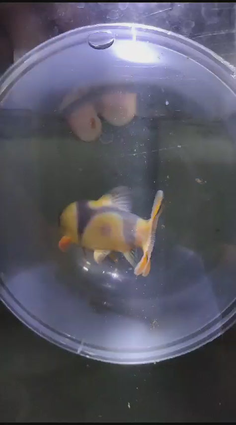 Exotics — Mastah Betta