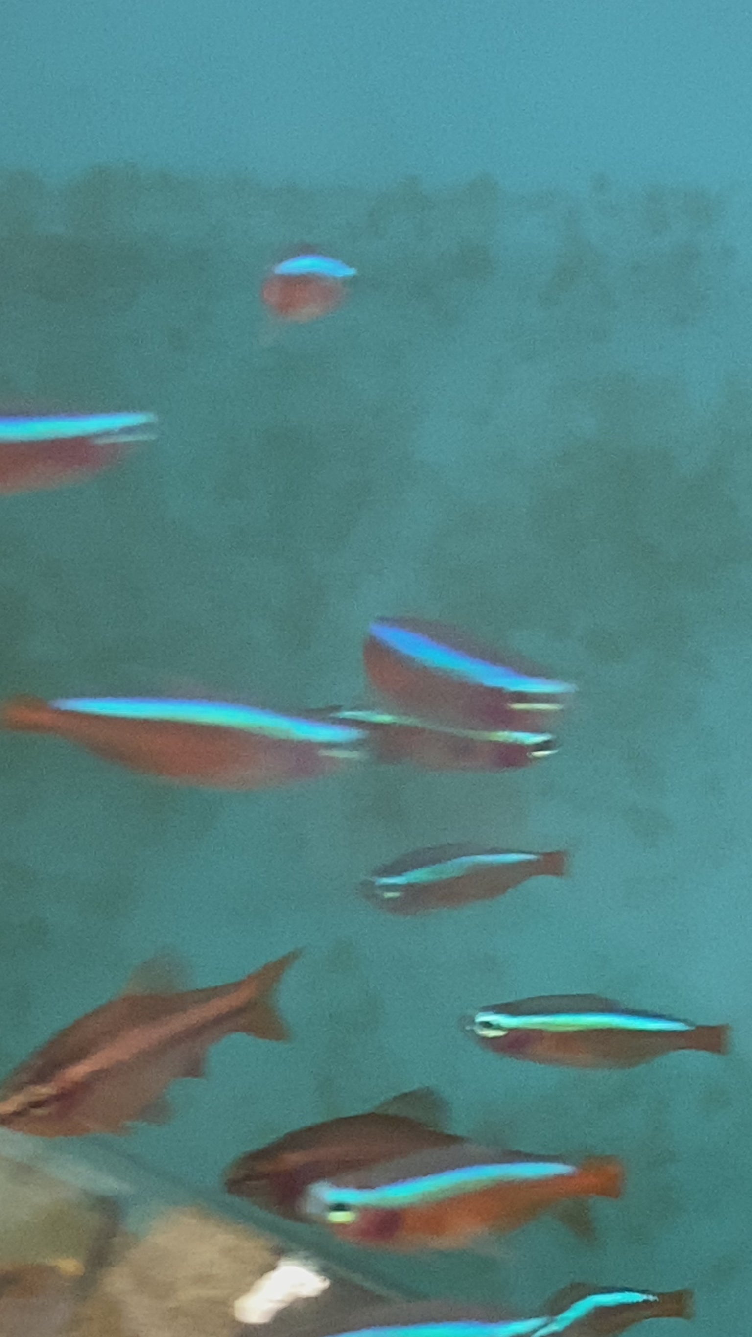 Mastah Betta Fish Shop - High-Quality Freshwater Fish Hobbyist Hawaii