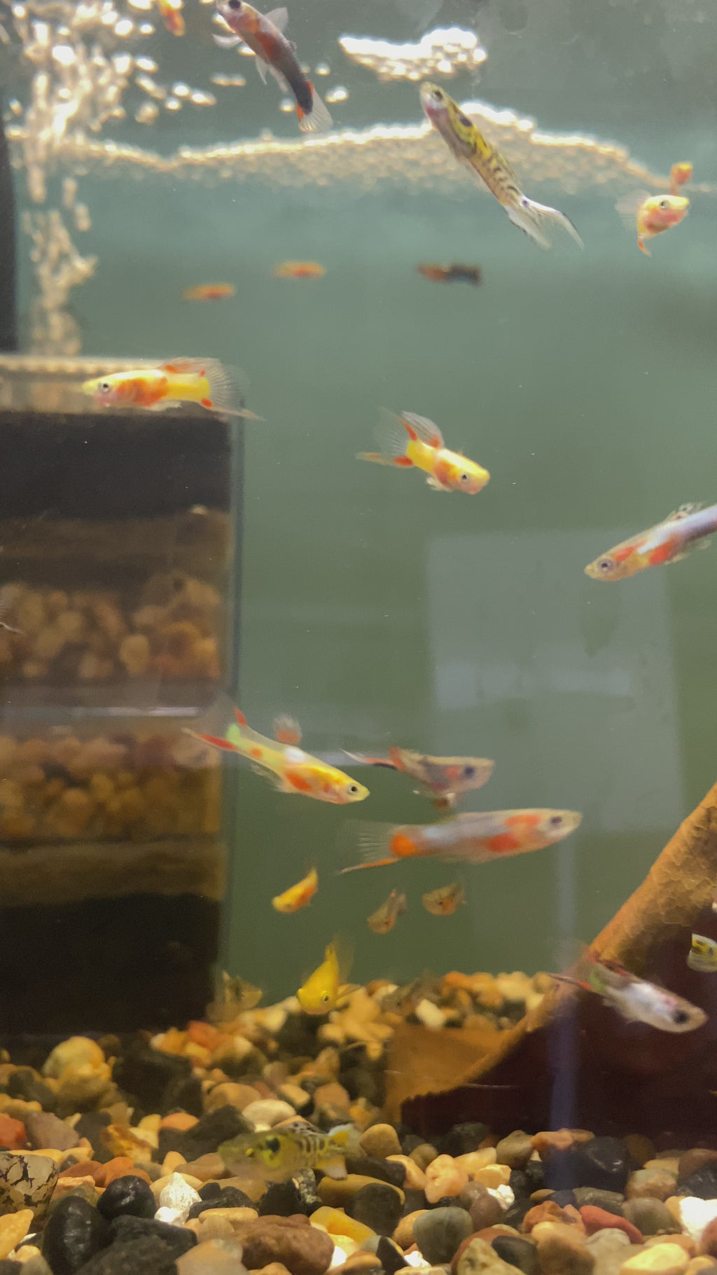 Fish — Mastah Betta